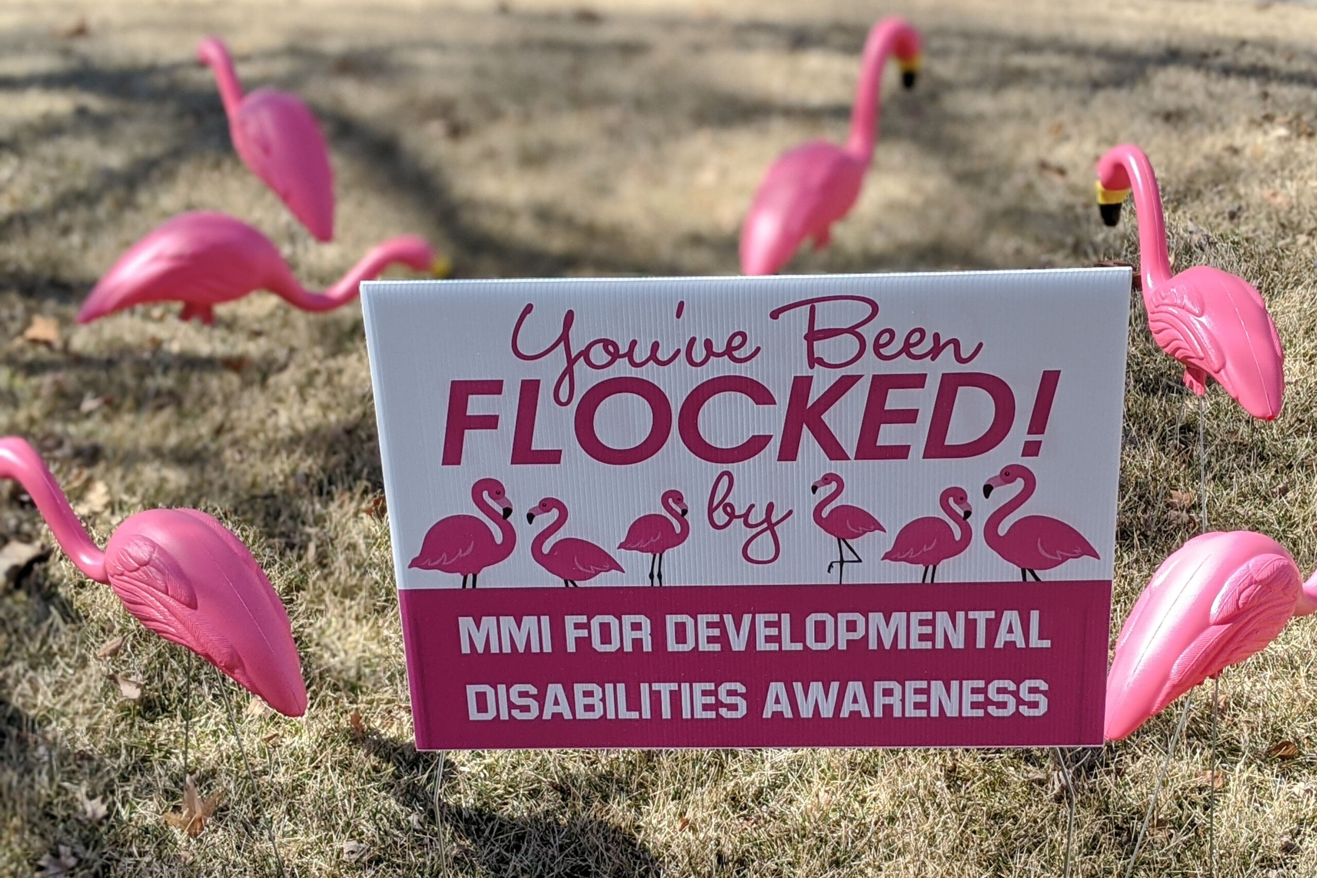 MMI's flocking fundraiser returns for March | Newsroom | University of ...